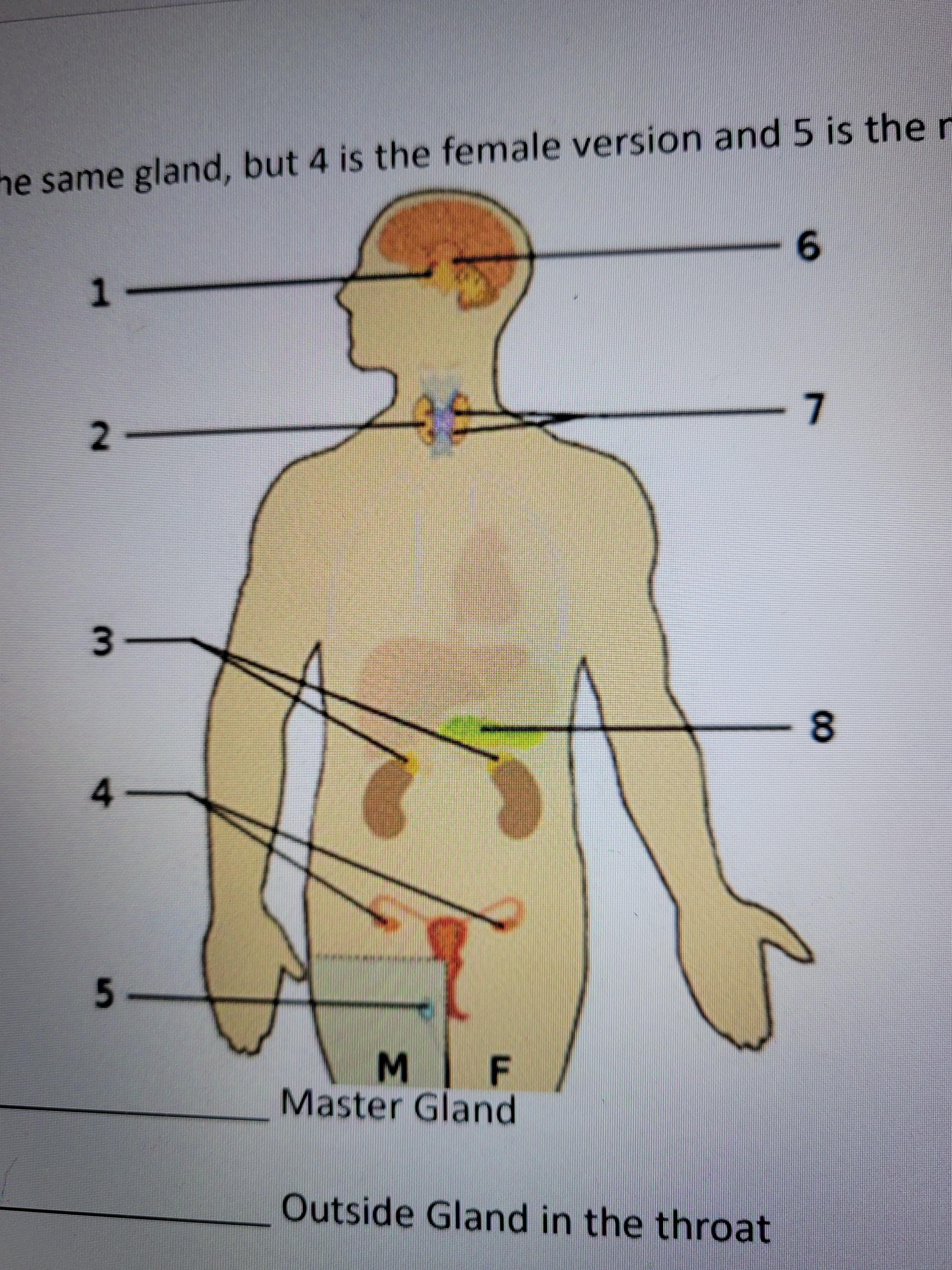 Biology - The Endocrine System - Kahoot! Quiz