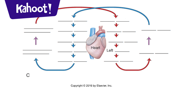 Cardiology- blood flow of the heart - Kahoot! Quiz