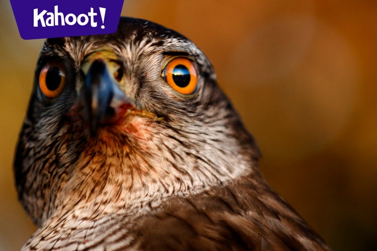 Birds. True or False - Kahoot! Quiz