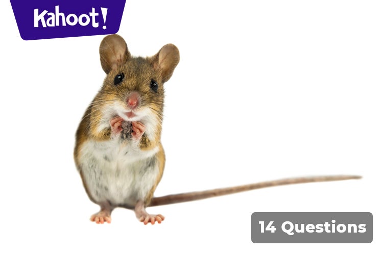 Animals. FIRST2B.17 - Kahoot! Quiz