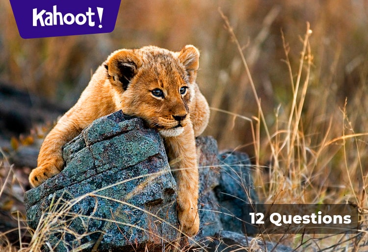 Kid's Box 5: What's this (wild animal edition) - Kahoot! Quiz