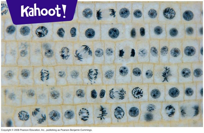 IB Biology SL/HL Chromosomes, Mitosis and Meiosis Review - Kahoot! Quiz
