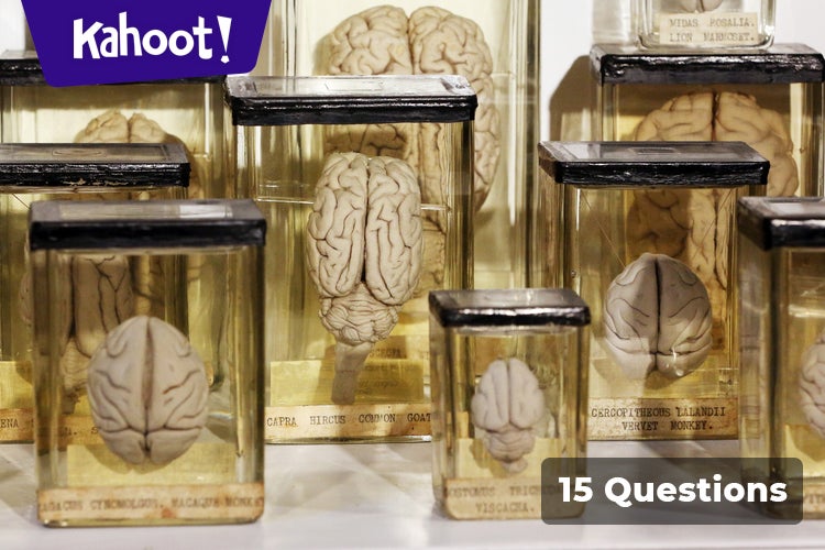 Brain Anatomy - Kahoot! Quiz