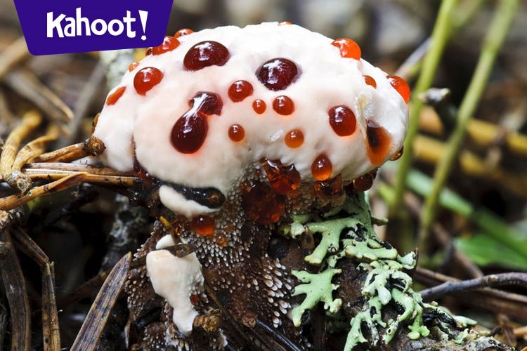 Protists and Fungi - Kahoot! Quiz