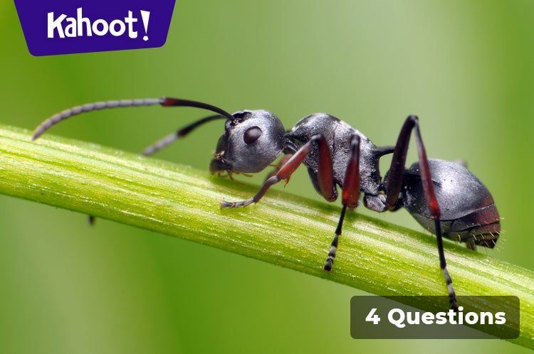 P2&U1 (story) - Kahoot! Quiz