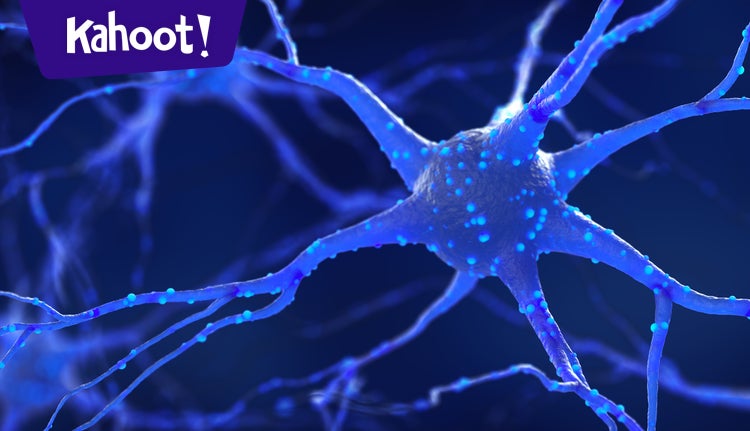 Human Brain 🧠 Part 2 - Kahoot! Quiz