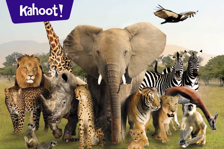 Animals - Kahoot! Quiz