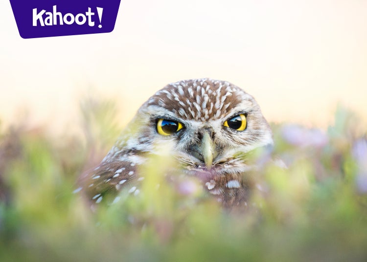 Hoot Kahoot - chapters 13, 14,and 15 - PACE - ELA - Kahoot! Quiz