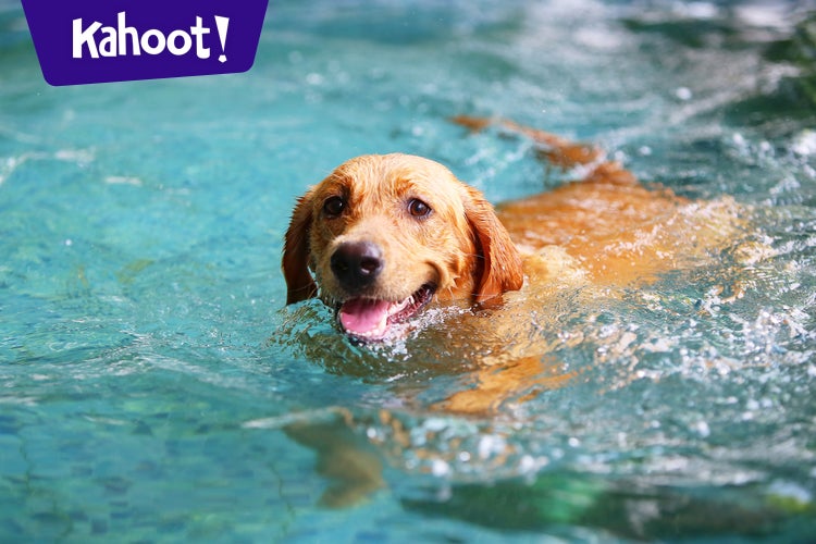 Animal SVO - Kahoot! Quiz