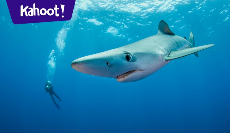 Fish. True or False - Kahoot! Quiz