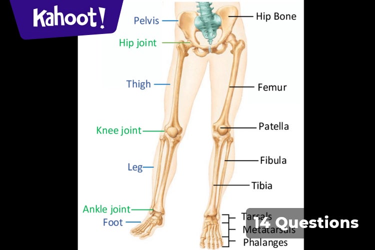 Bones, landmarks and joints of lower extremity - Kahoot! Quiz