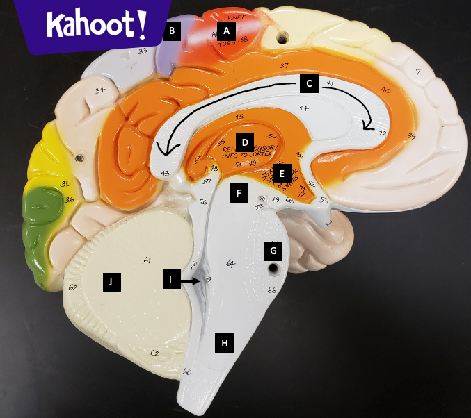 Brain MC - Kahoot! Quiz