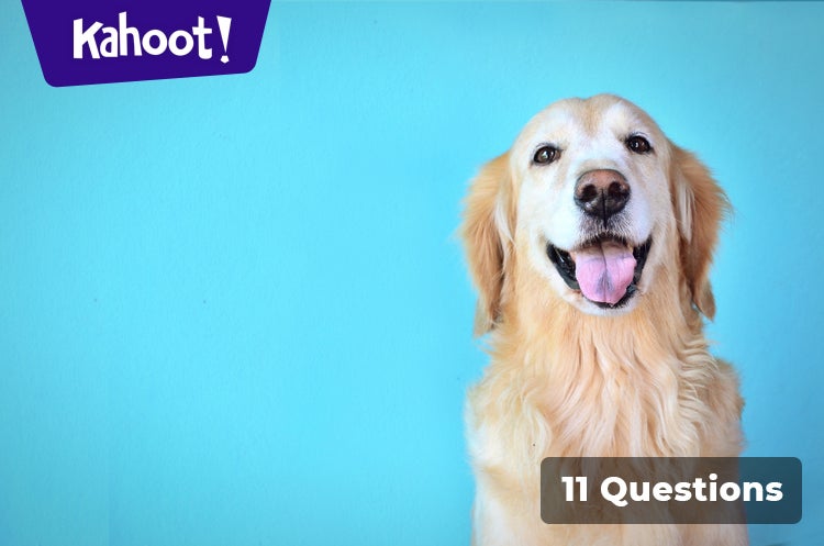 Coloured dogs - Kahoot! Quiz