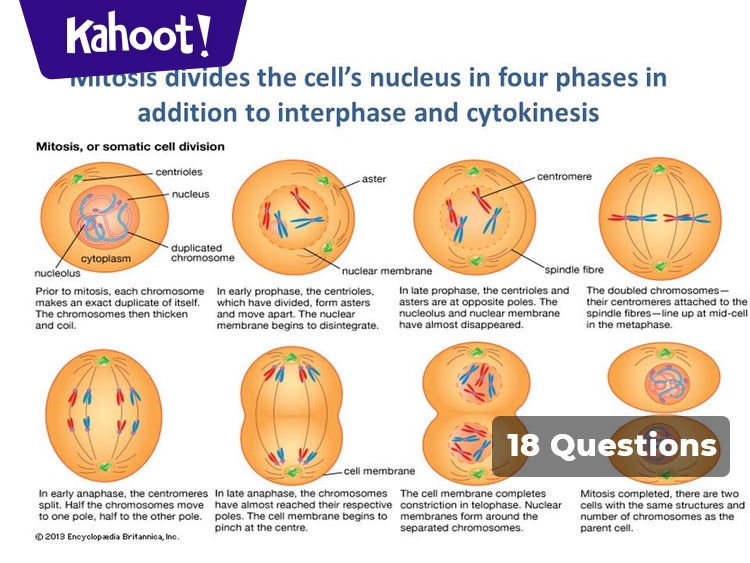 Mitosis -Simple - Kahoot! Quiz