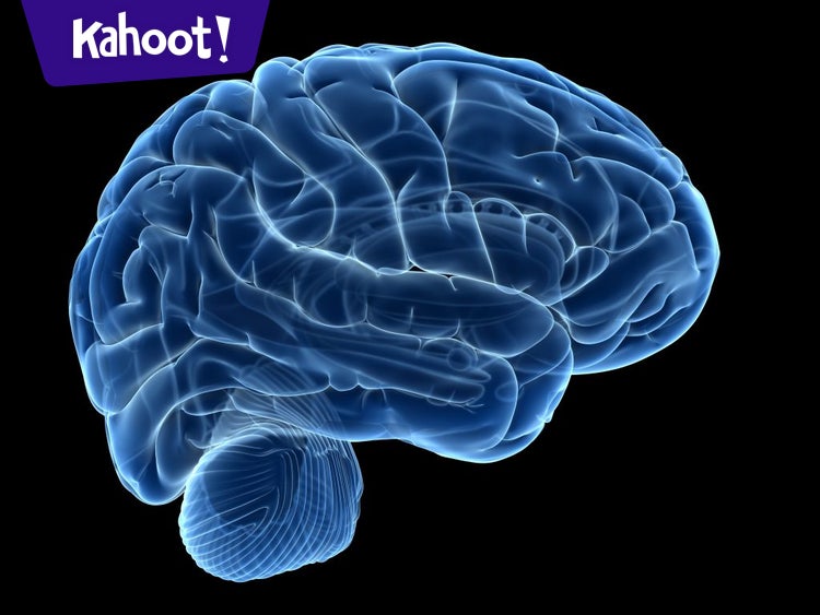 The Brain and Sensation/Perception - Kahoot! Quiz