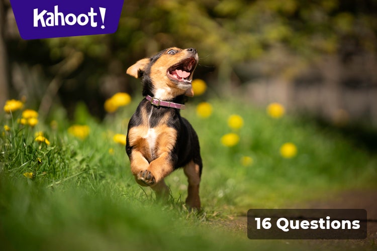 Toy Dog Breed Descriptions - Kahoot! Quiz