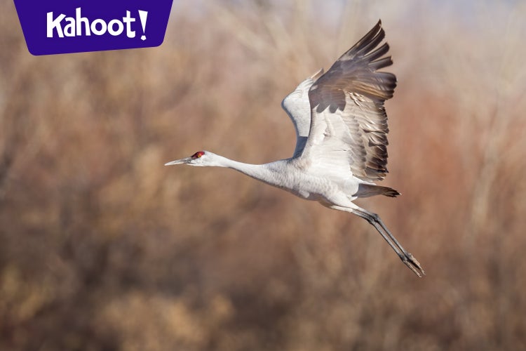 Wildlife birds habitat SC FFA CDE - Kahoot! Quiz
