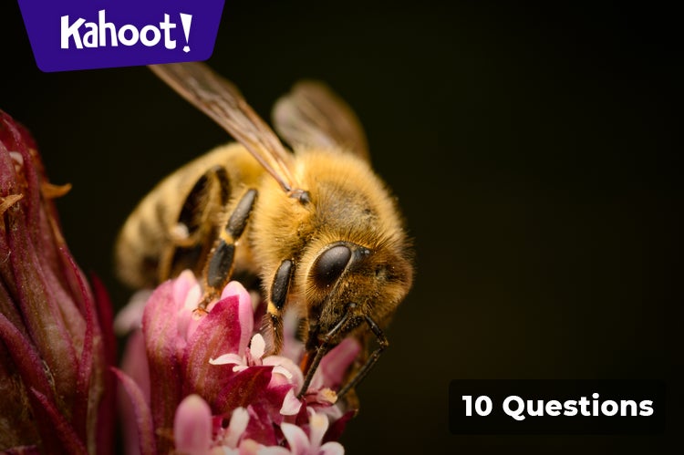 Take Our Un-bee-lievable Quiz! - Kahoot! Quiz