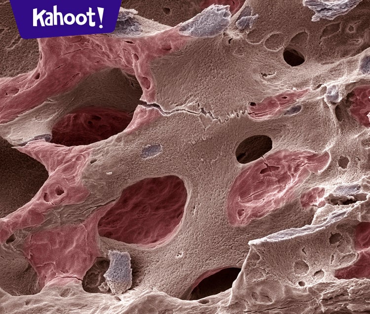PHYL 141-Ch06.C2-Bone Shapes & Markings - Kahoot! Quiz