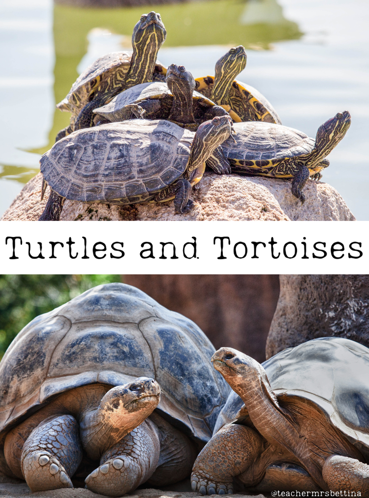 Turtles, Tortoises, and Sea Turtles Bundle Pack (includes printables ...