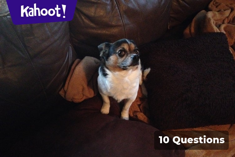 HM Read 5 Grizzly Bear Family Book - Kahoot! Quiz