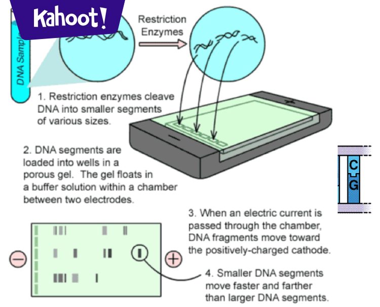 Duplicate of AP Biology Genetic Engineering - Kahoot! Quiz