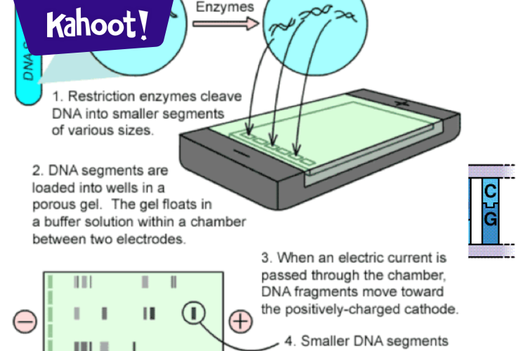 Duplicate of AP Biology Genetic Engineering - Kahoot! Quiz