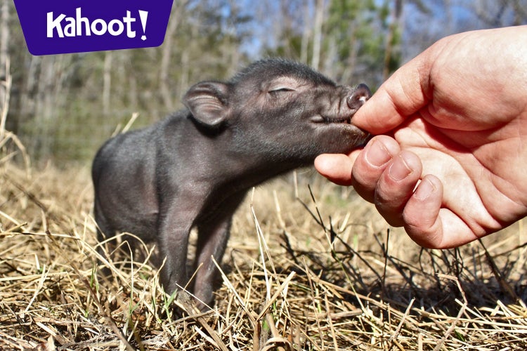 Anatomy II Small Animal GI Lecture material - Kahoot! Quiz