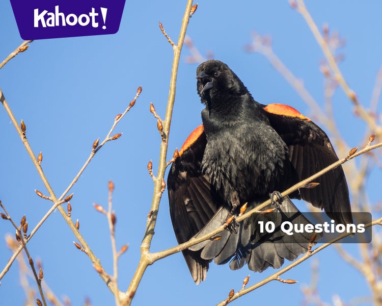 LIBERTY KIDS EPIDSODE 2 QUIZ - Kahoot! Quiz