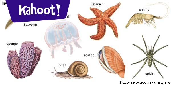 Sponges, Cnidarians, and Worms - Kahoot! Quiz