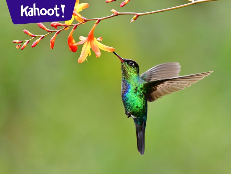 Vocabulary: Birds [intermediate] - Kahoot! Quiz