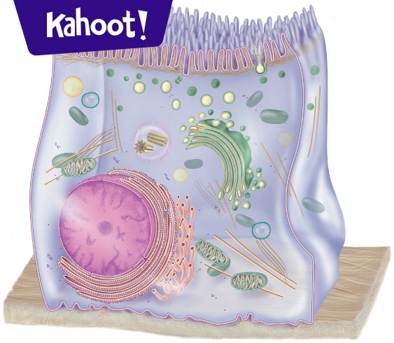 MED Ch 4 - The Body as a Whole - Kahoot! Quiz