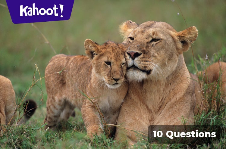 Baby animals - Kahoot! Quiz