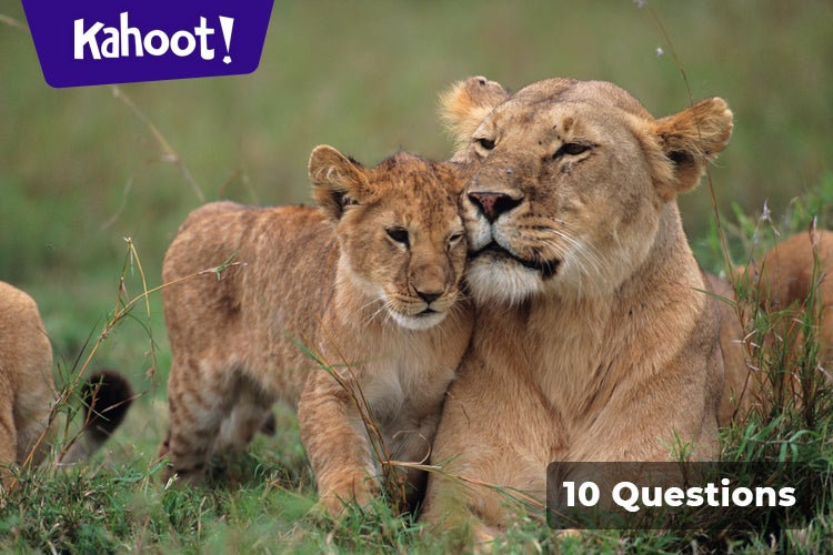 Baby animals - Kahoot! Quiz