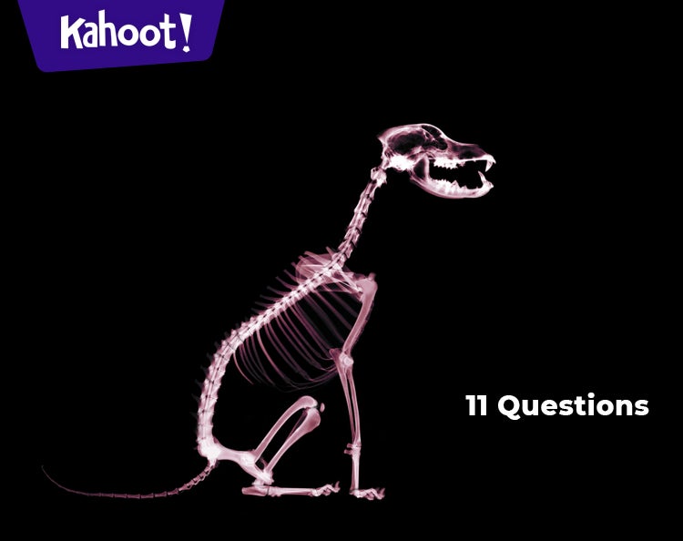 Animal X-ray Match - Kahoot! Quiz