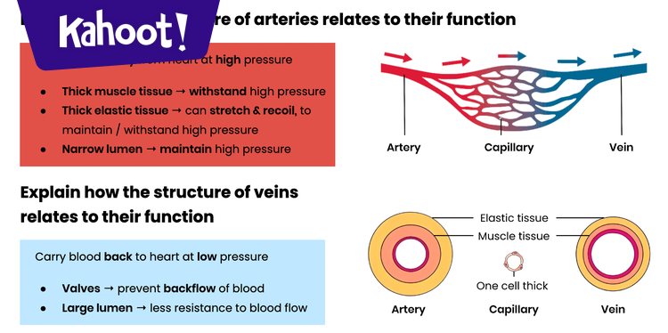 Blood vessels & blood AQA GCSE Biology - Kahoot! Quiz