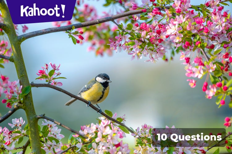 Name that Big Bird ; Big School Birdwatch - Kahoot! Quiz