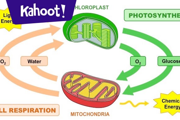 Photosynthesis/Cellular Respiration - Kahoot! Quiz