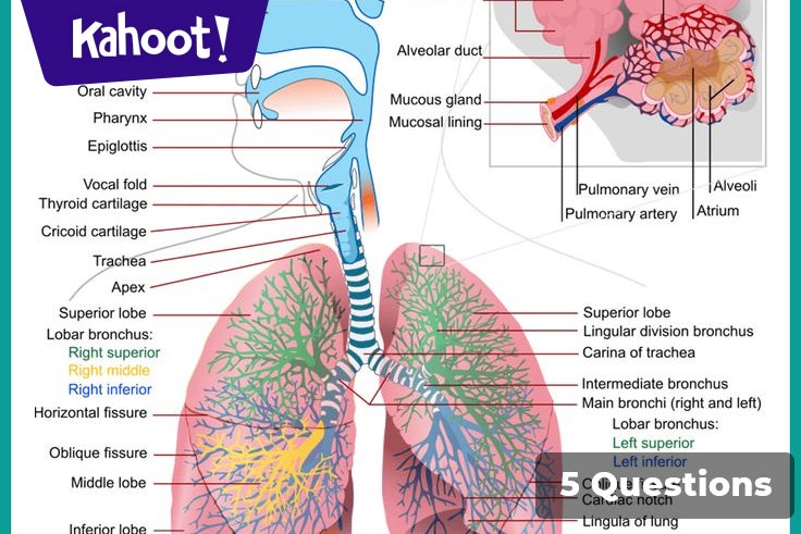 The Respiratory System - Kahoot! Quiz