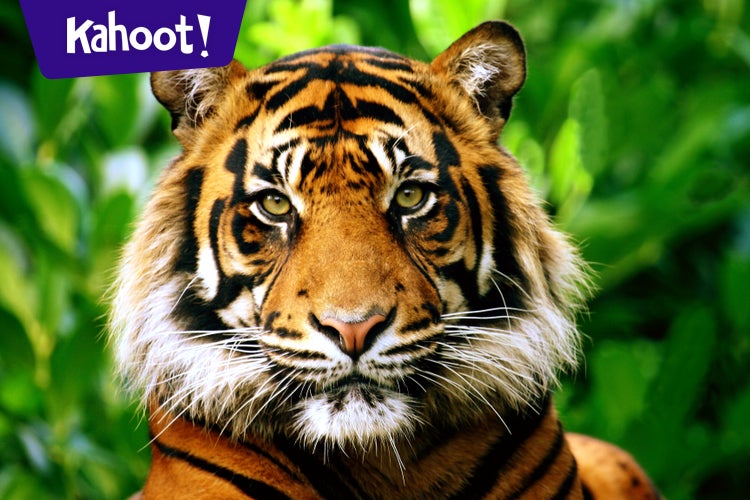 Life of Pi Questions - Kahoot! Quiz