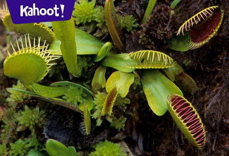 Adaptations Lesson #1 - Kahoot! Quiz