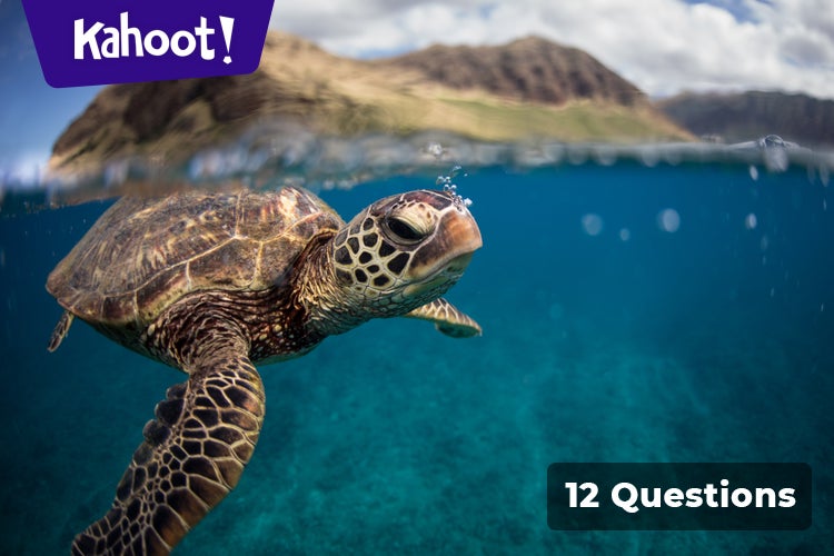 All About Sea Turtles in Rio de Janeiro and Nicaragua - Kahoot! Quiz