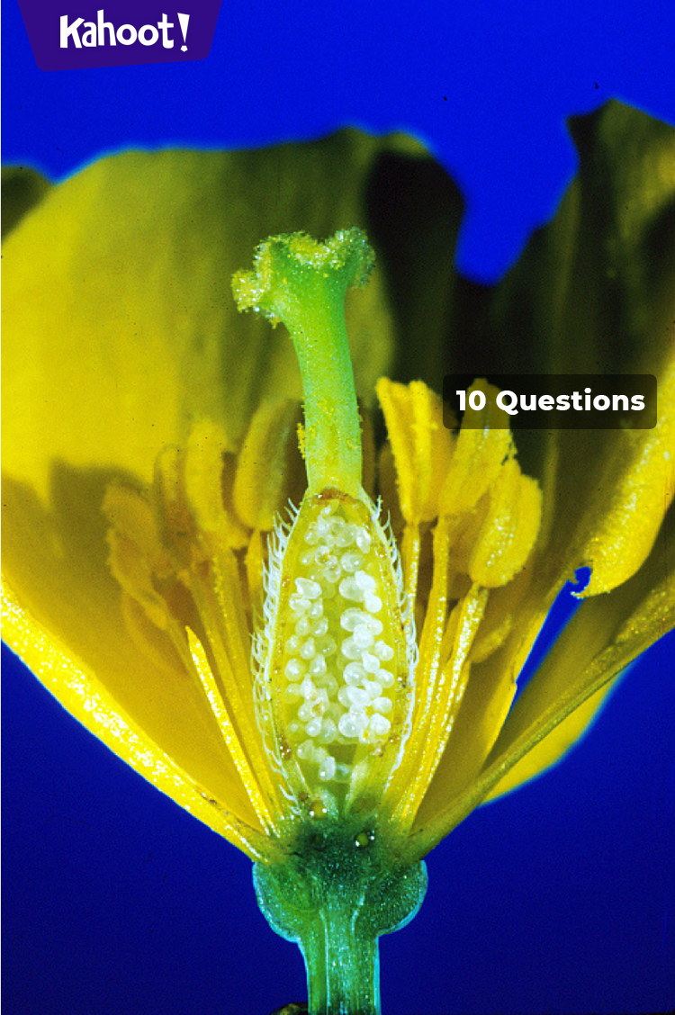 Parts and Functions of Flowers and Plants - Kahoot! Quiz