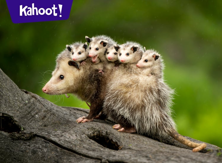 Asexual Vs Sexual Reproduction Kahoot Quiz