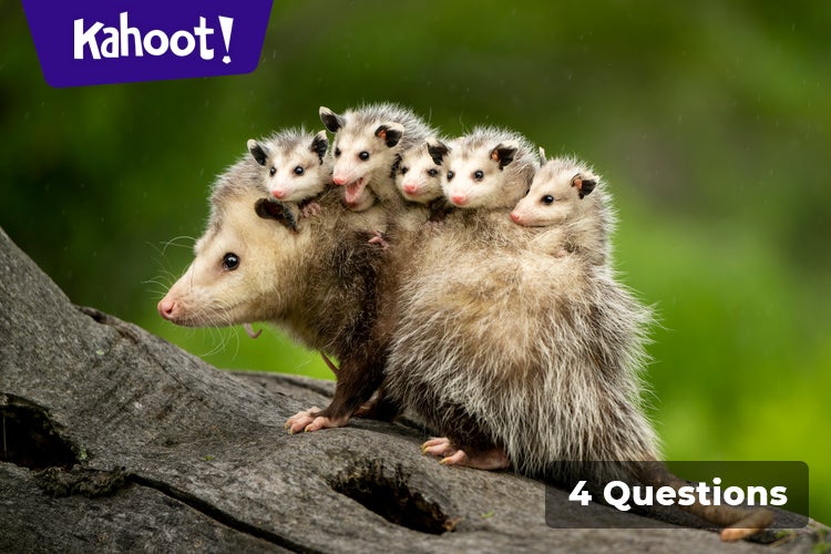 Animals & babies - Kahoot! Quiz