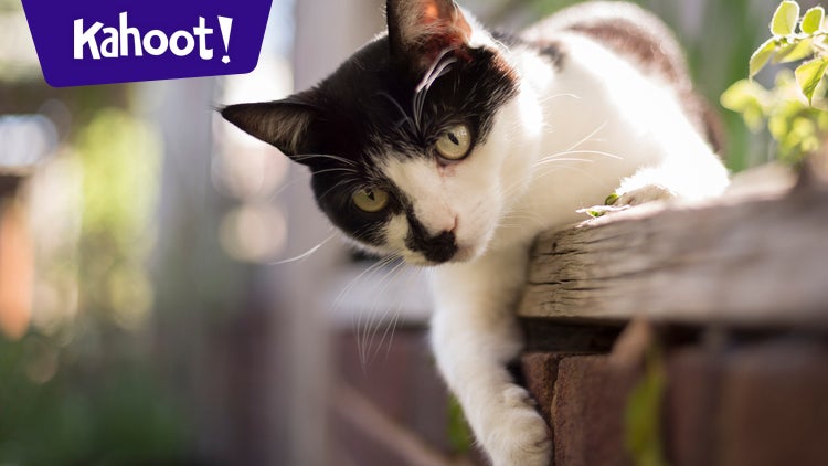 Animals - Kahoot! Quiz