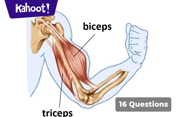 Life Science: The Muscular System - Kahoot! Quiz