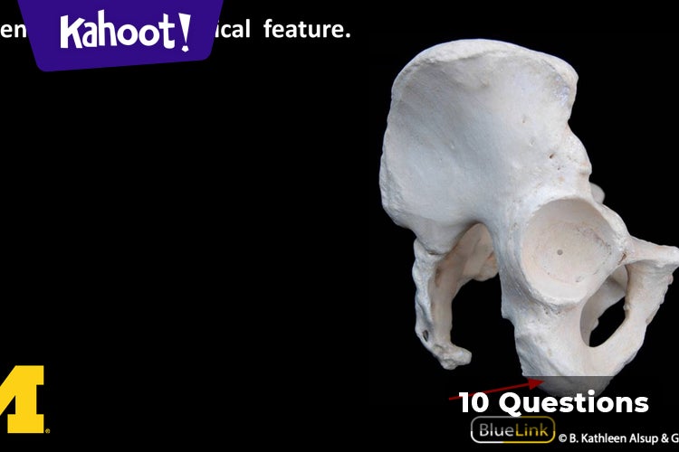 Anatomy Practical Exam 5 (Part 5) - Kahoot! Quiz