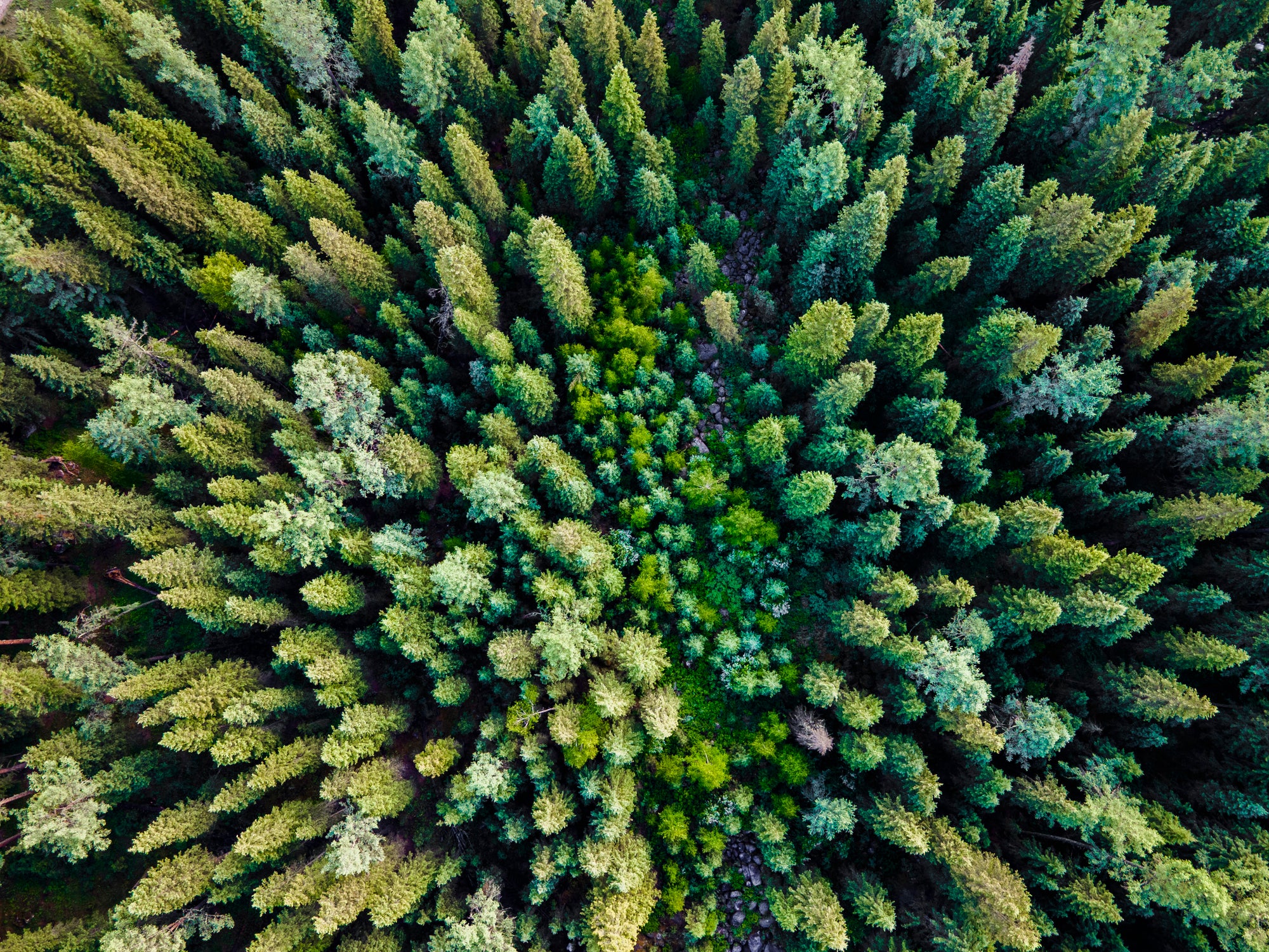 Review Game: Principles of Ecology and Ecosystem Dynamics - Kahoot! Quiz