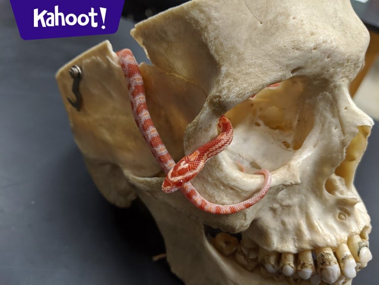 Skull Bones and Structures - Kahoot! Quiz